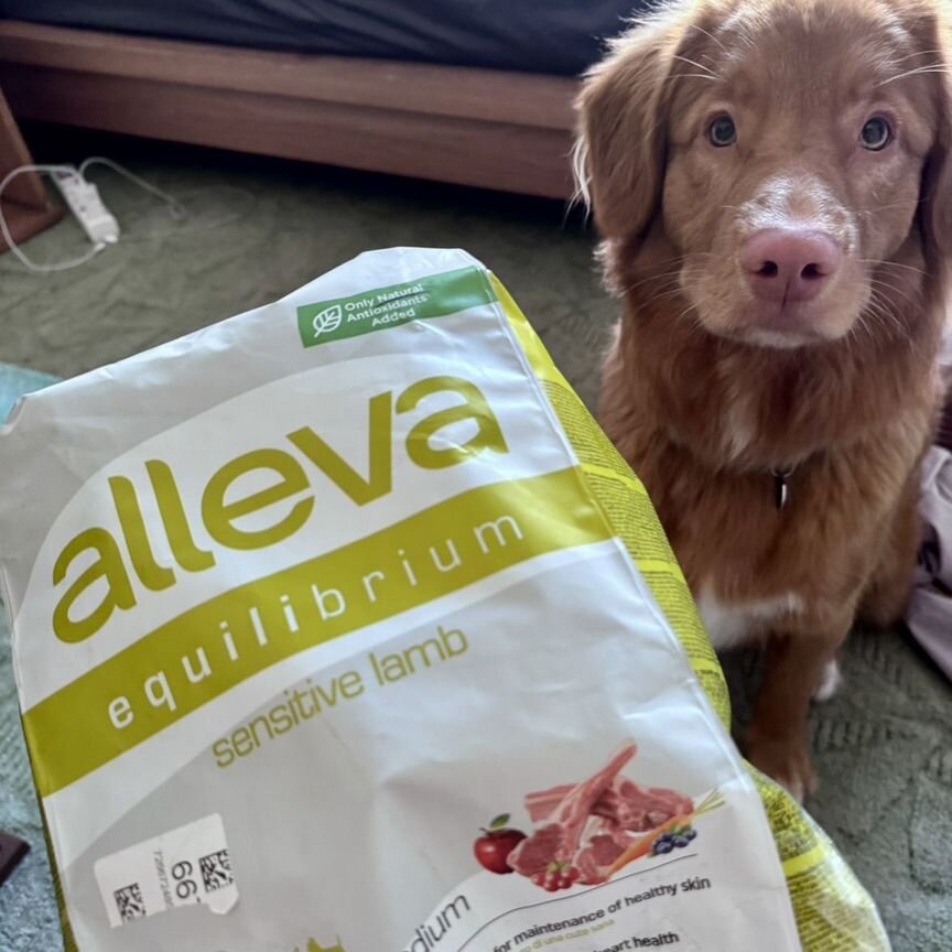 Alleva Equilibrium Lamb Puppy Mini Medium - 2 кг