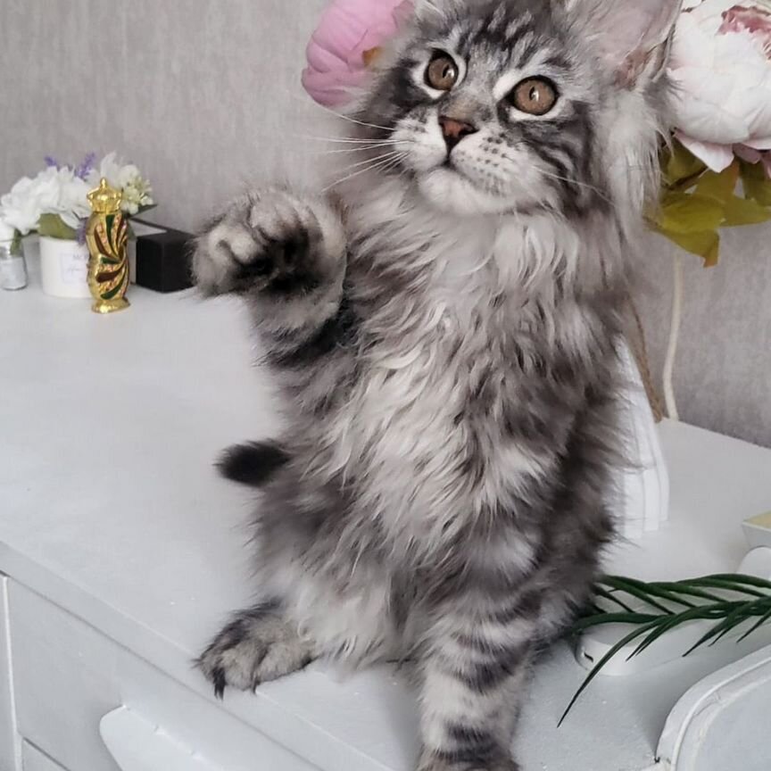 Продаётся котёнок мейн -кун