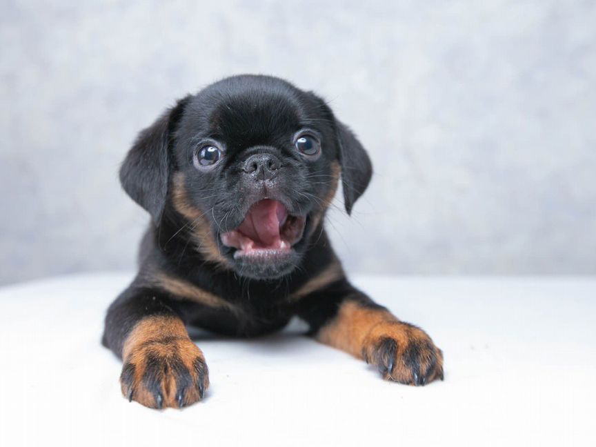 Собачки-обезьянки