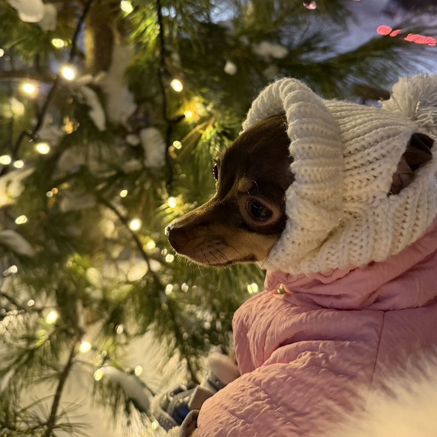 Русский той-терьер, взрослая собака