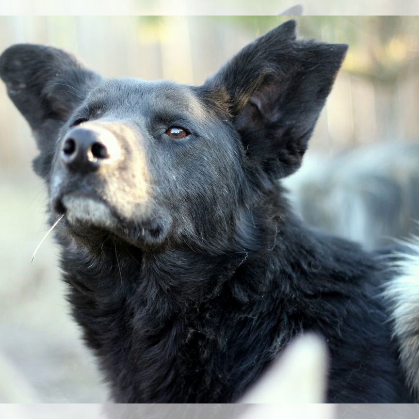 Оливер,крупный недоверчивый пес,ищет дом. Охрана