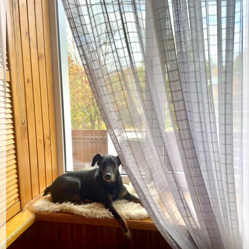 Немецкий охотничий терьер, взрослый пёс