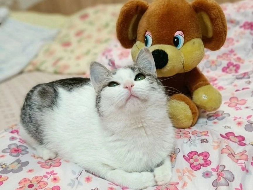 Котёнок-девчушка