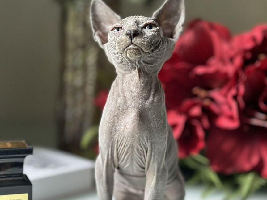 Канадский сфинкс котенок