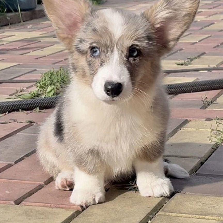 Вельш-корги кардиган девочка