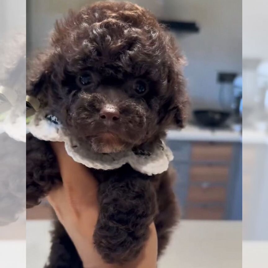 Той-пудель, щенок