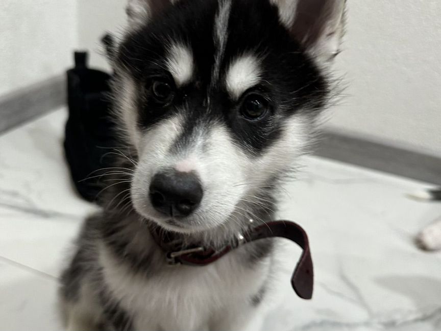 Щенки сибирской хаски девочка