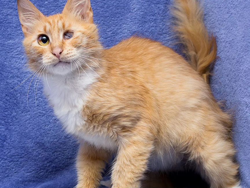 Рыжий одноглазый котик