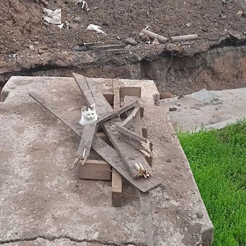 Спасти кошку и котят