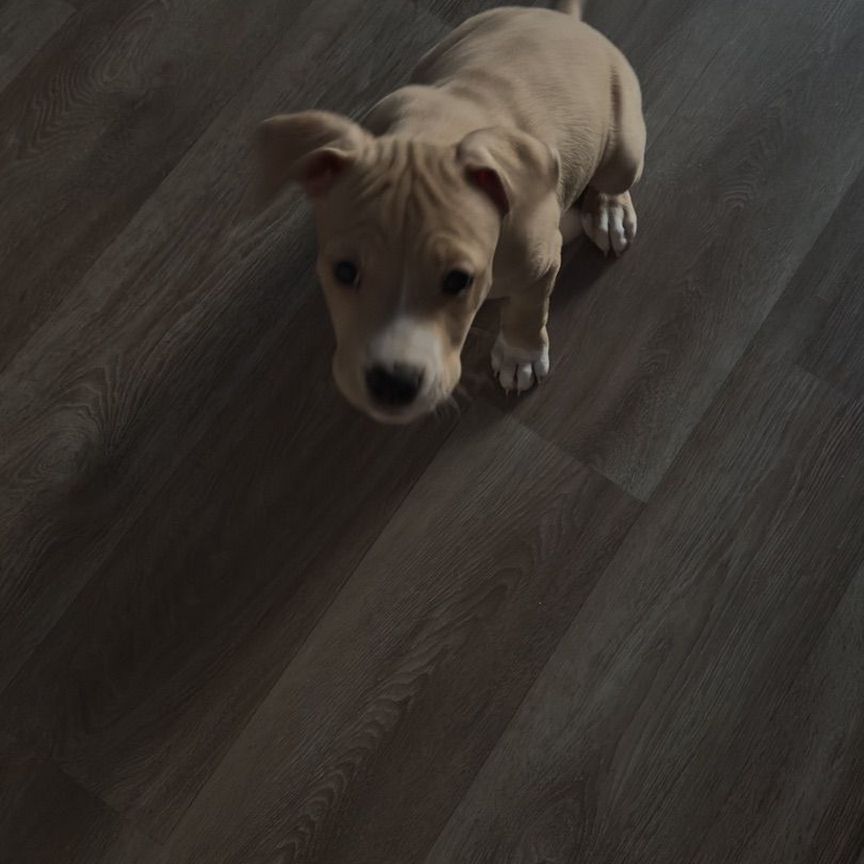 Стафорширский терьер В добрые руки