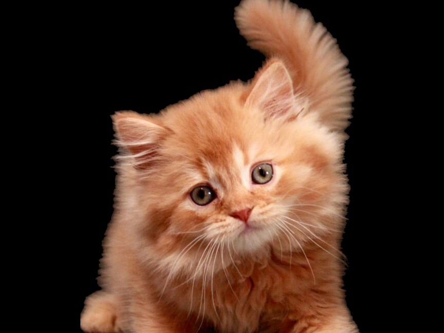 Шотландские котята рыжие