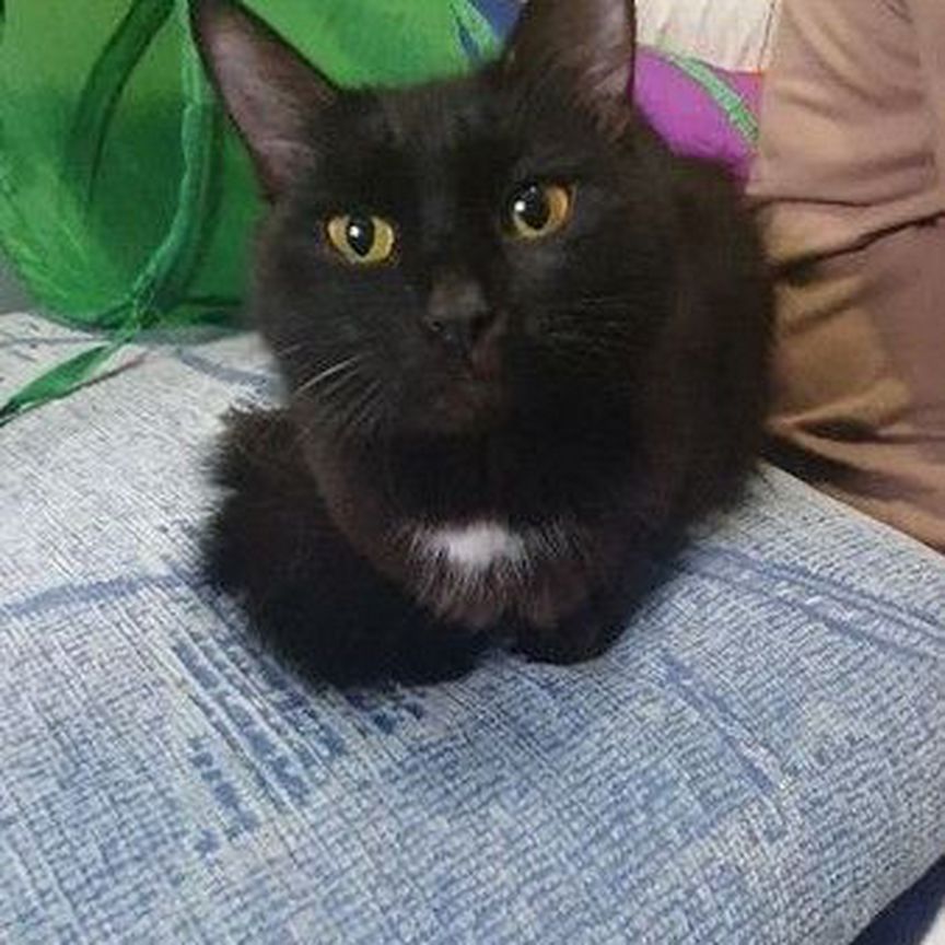 Кошка