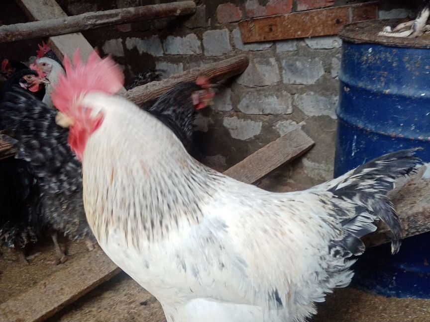 Продам петуха