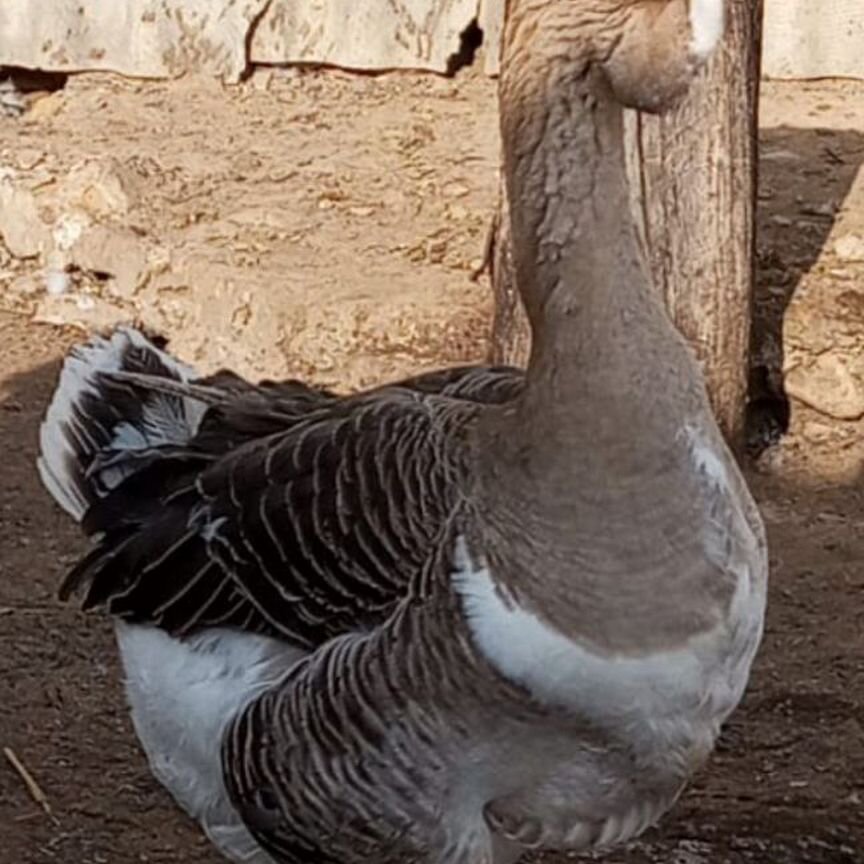 Холмогорские гуси