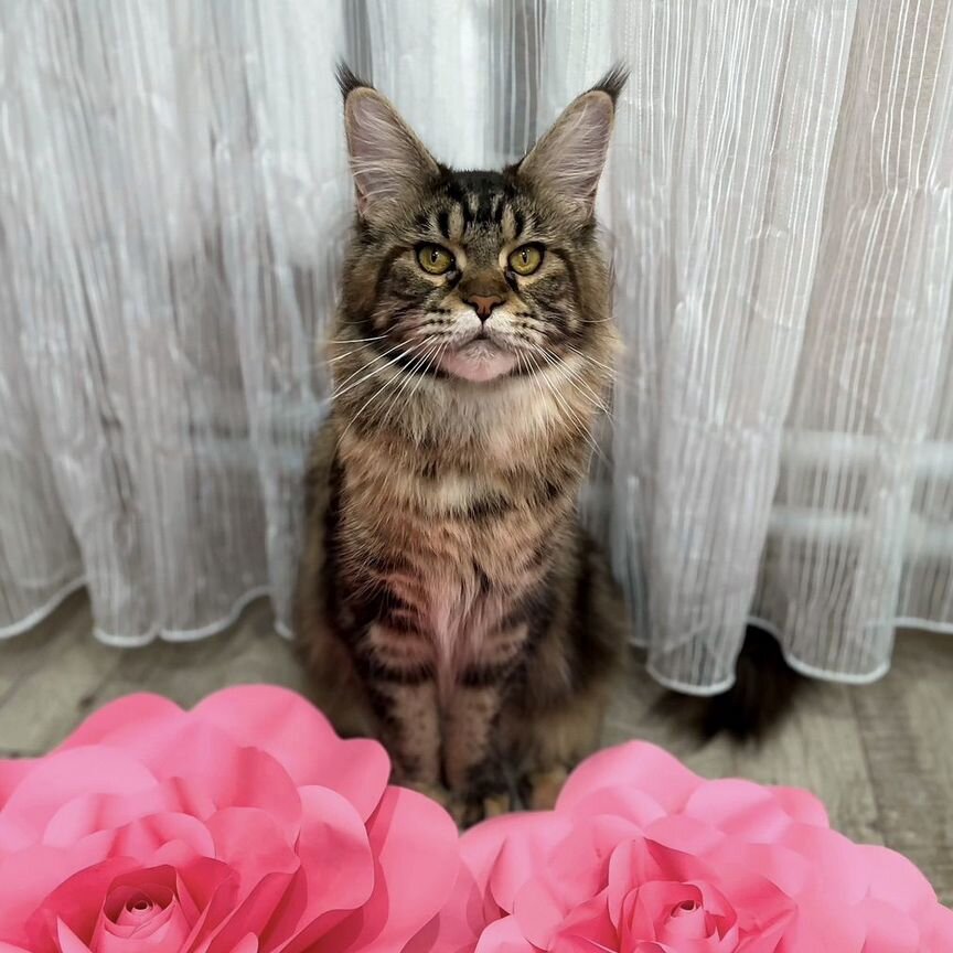 Котята мейн-кун