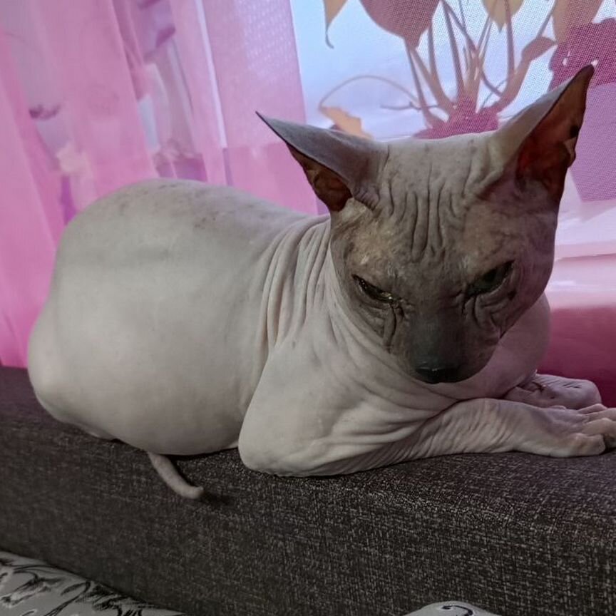 Вязка кошек сфинкс