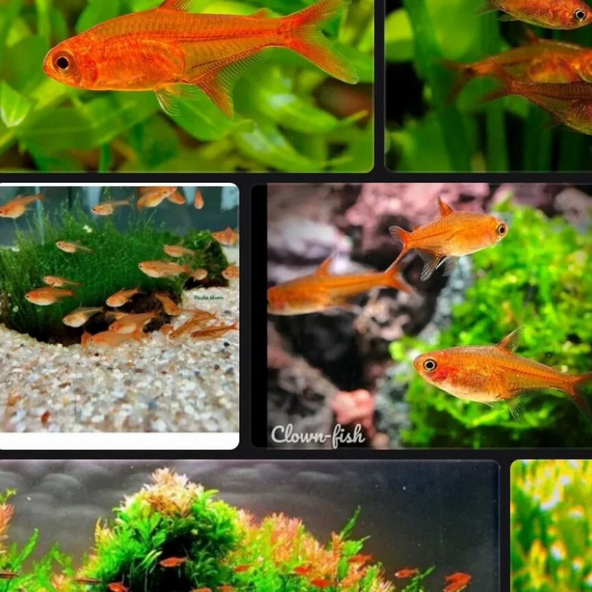 Тетра аманда