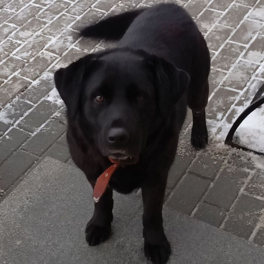 Лабрадор-ретривер, щенок