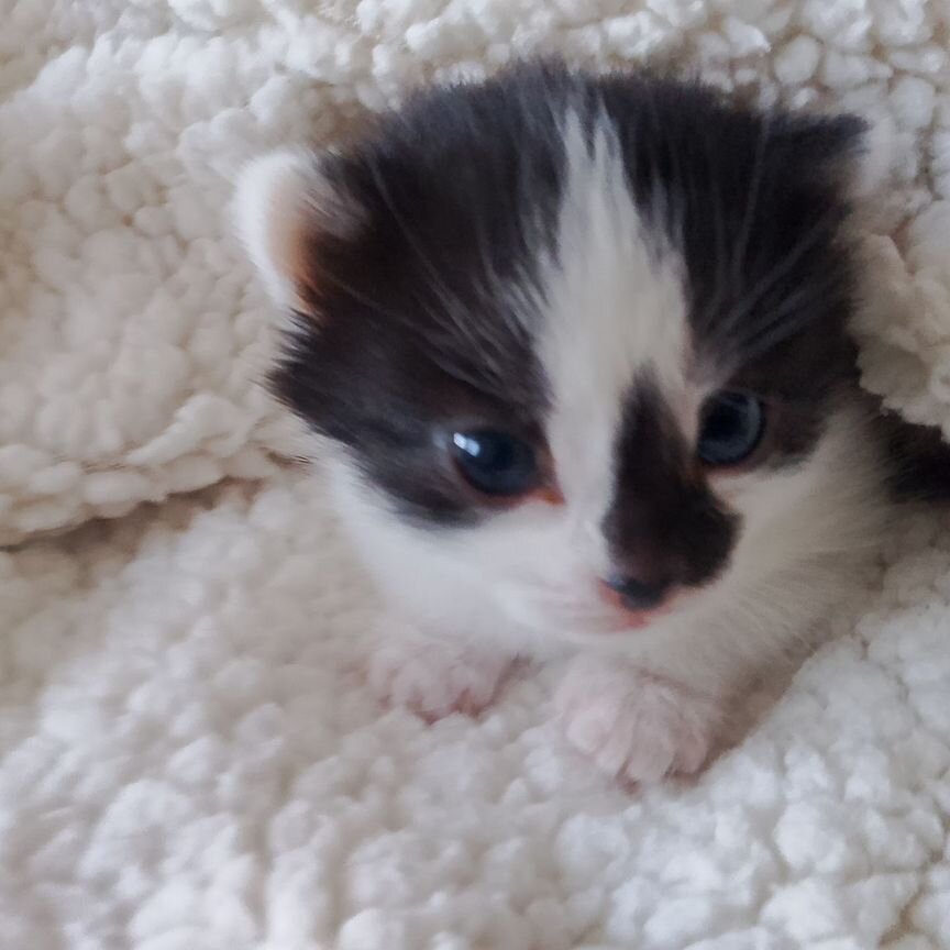 Котята