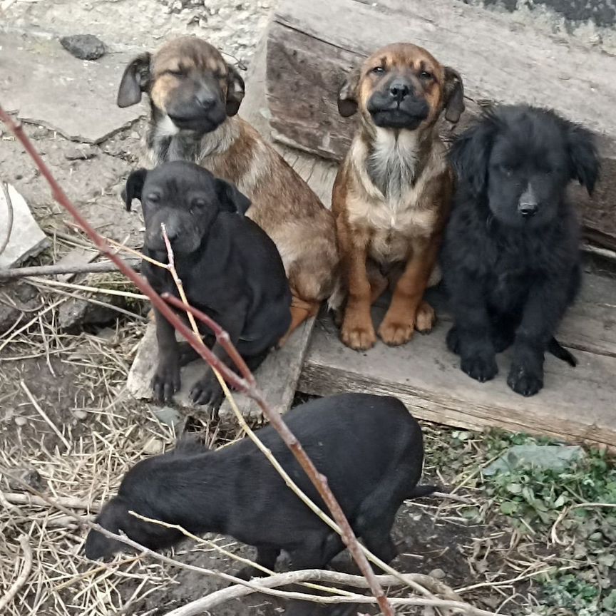 Щенки