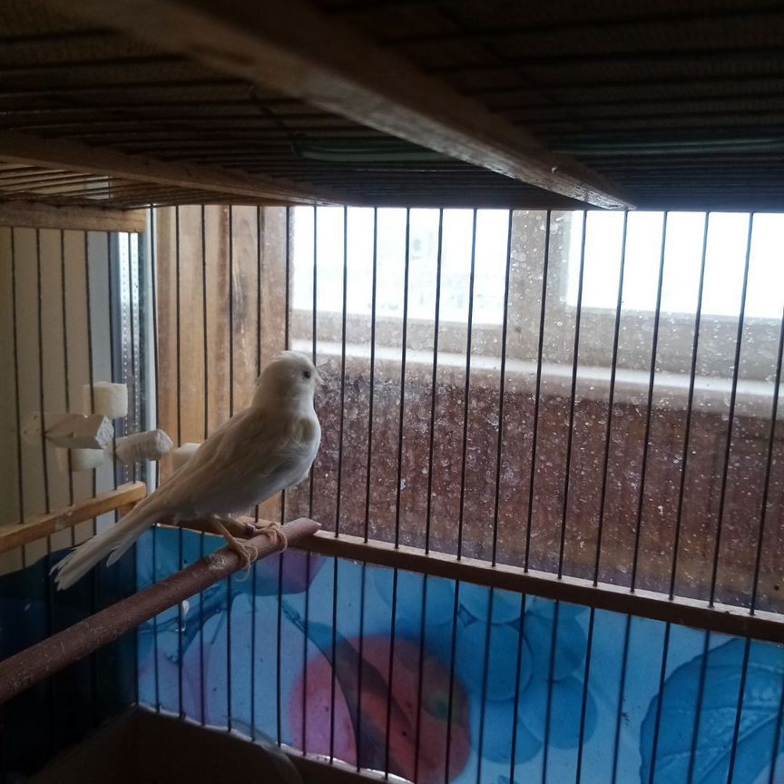 Кенара и канарейки