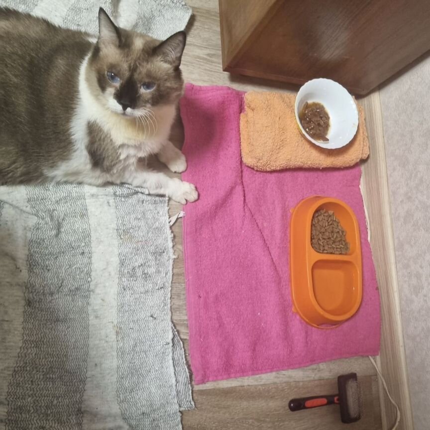 Взрослая, кошка в добрые руки