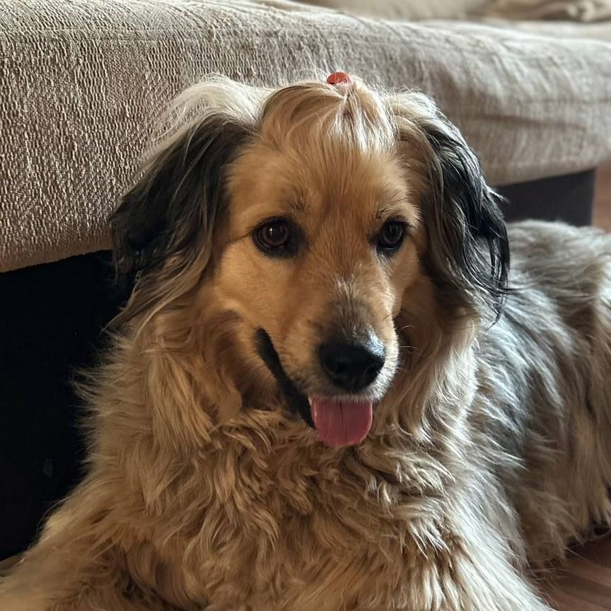 Помесь спаниеля