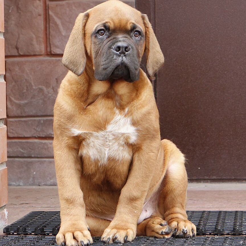 Мальчик бордоского дога 3 мес