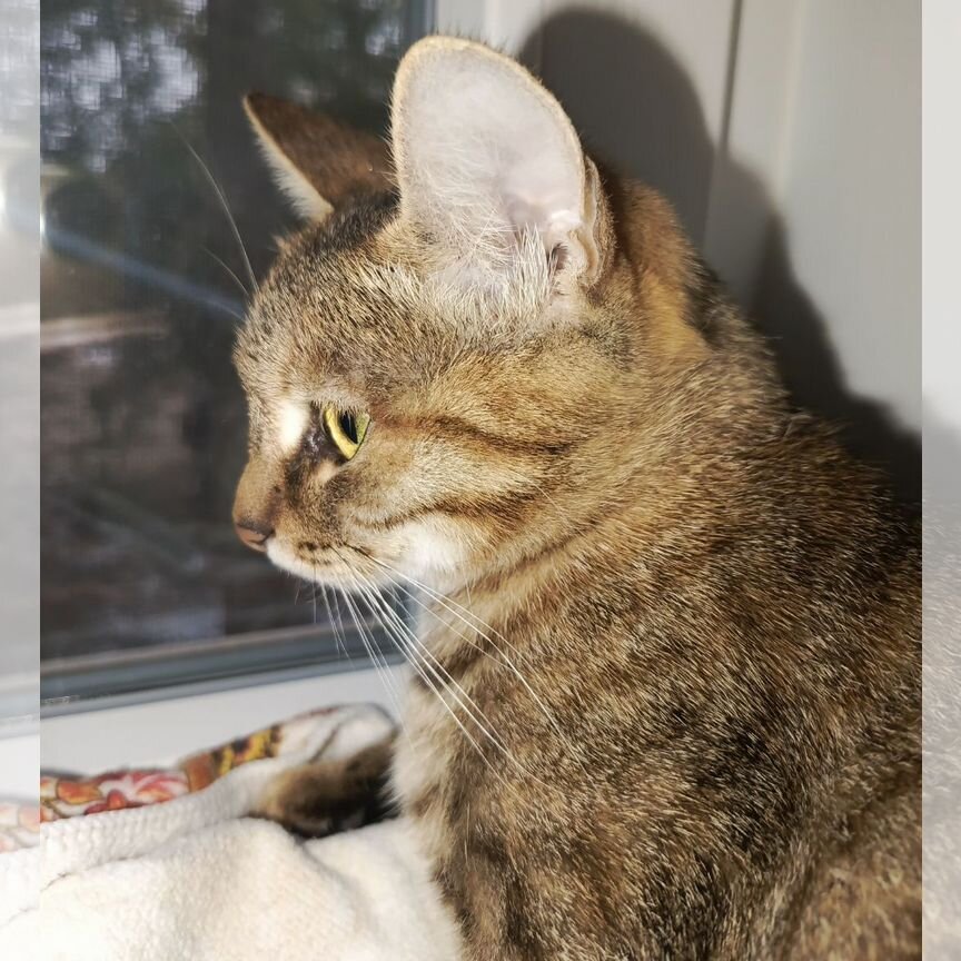 Кошечка в дом