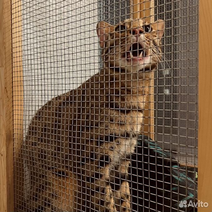 Дикий породистый кот Бенгал Ф1