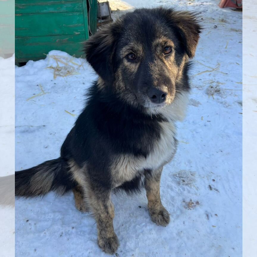 Не крупная собачка Ася