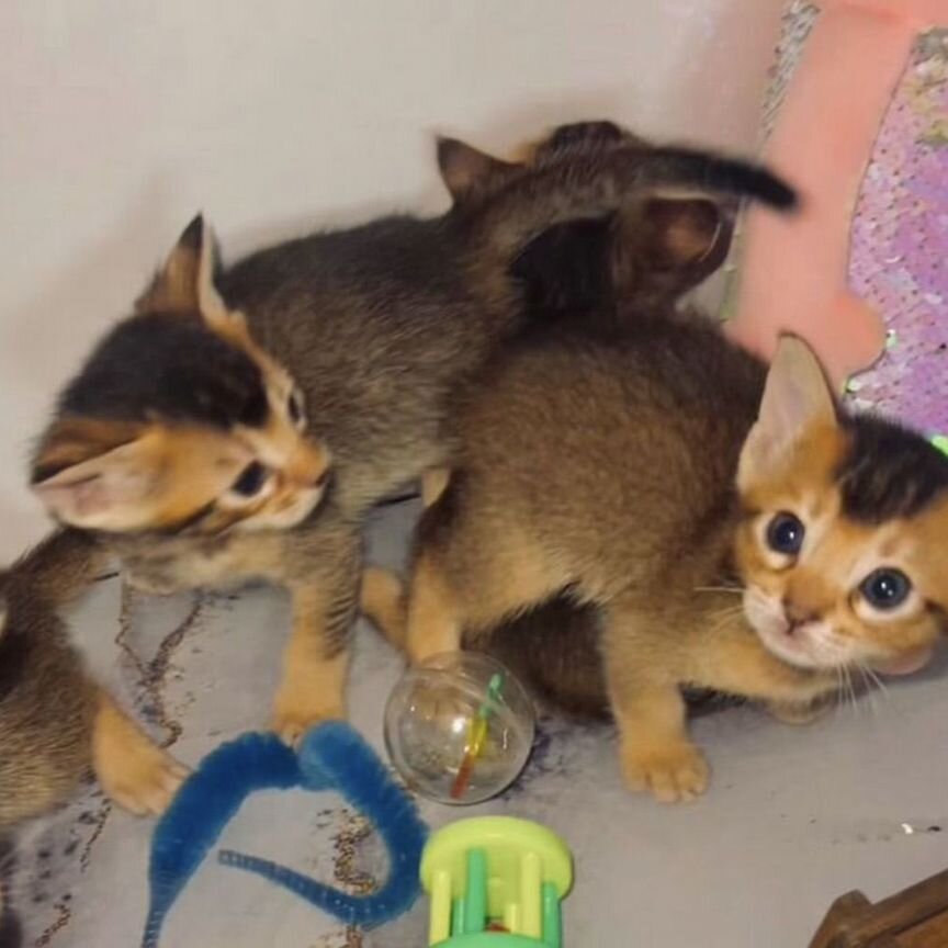 Котята