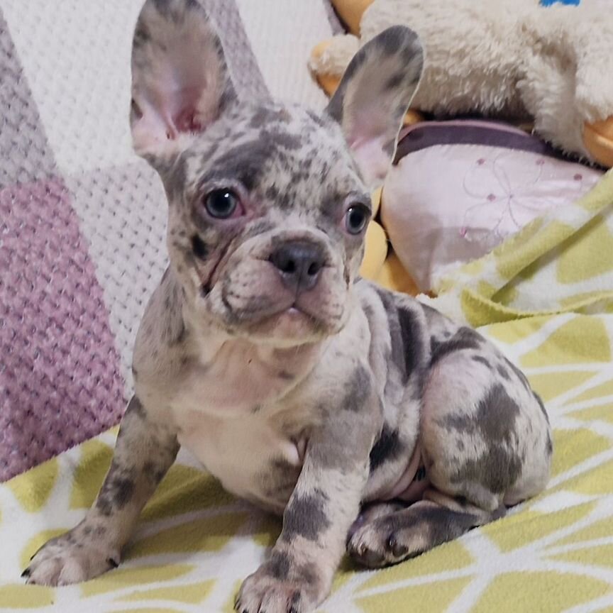 Французский бульдог