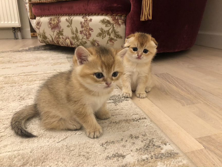 Шотландские шиншиллы котята