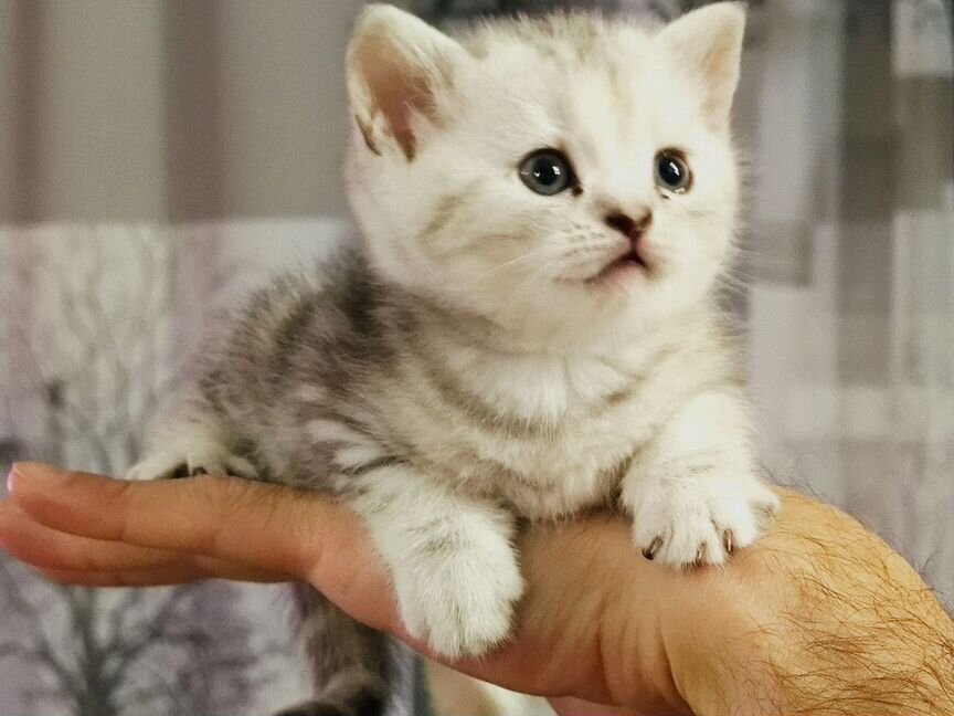 Шотландские котята чистокровные