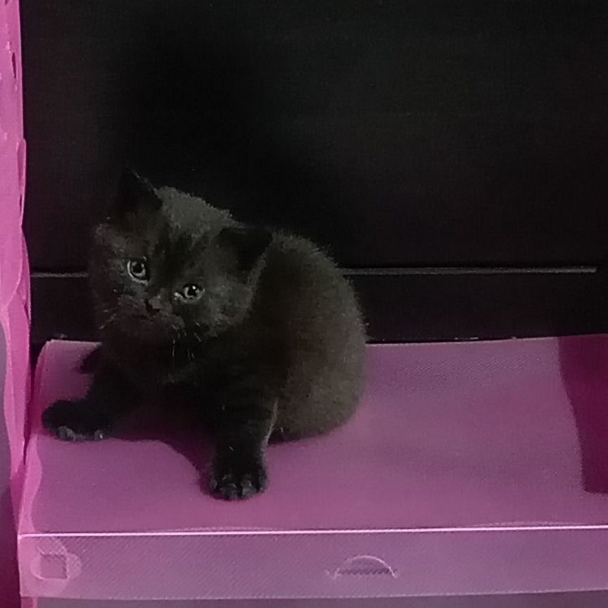 Продам котенка шотланского