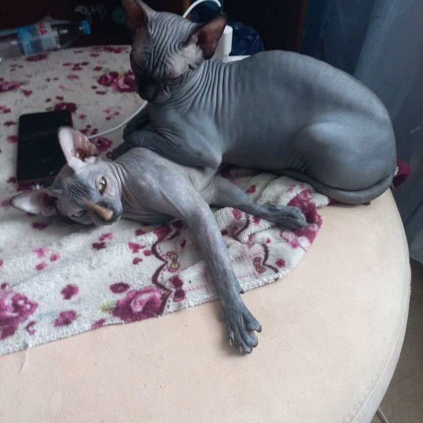 Канадский сфинкс котенок мальчик