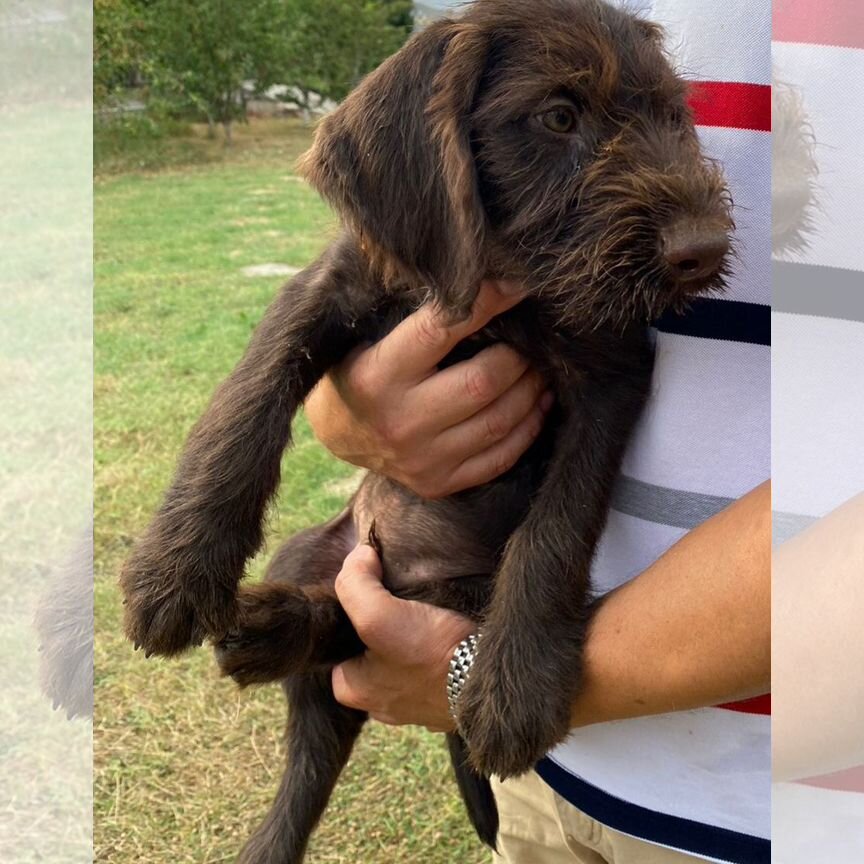 Продам щенков дратхаара