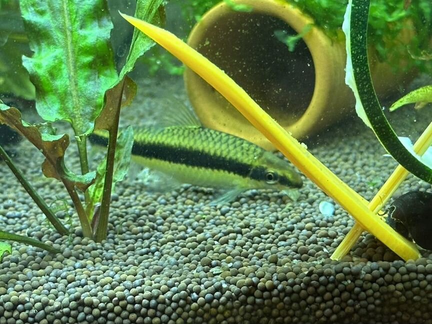 Сиамский водорослеед (сайка) 3 шт