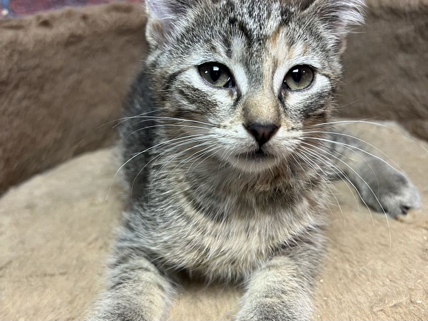 Котенок девочка Мия 2,5 мес