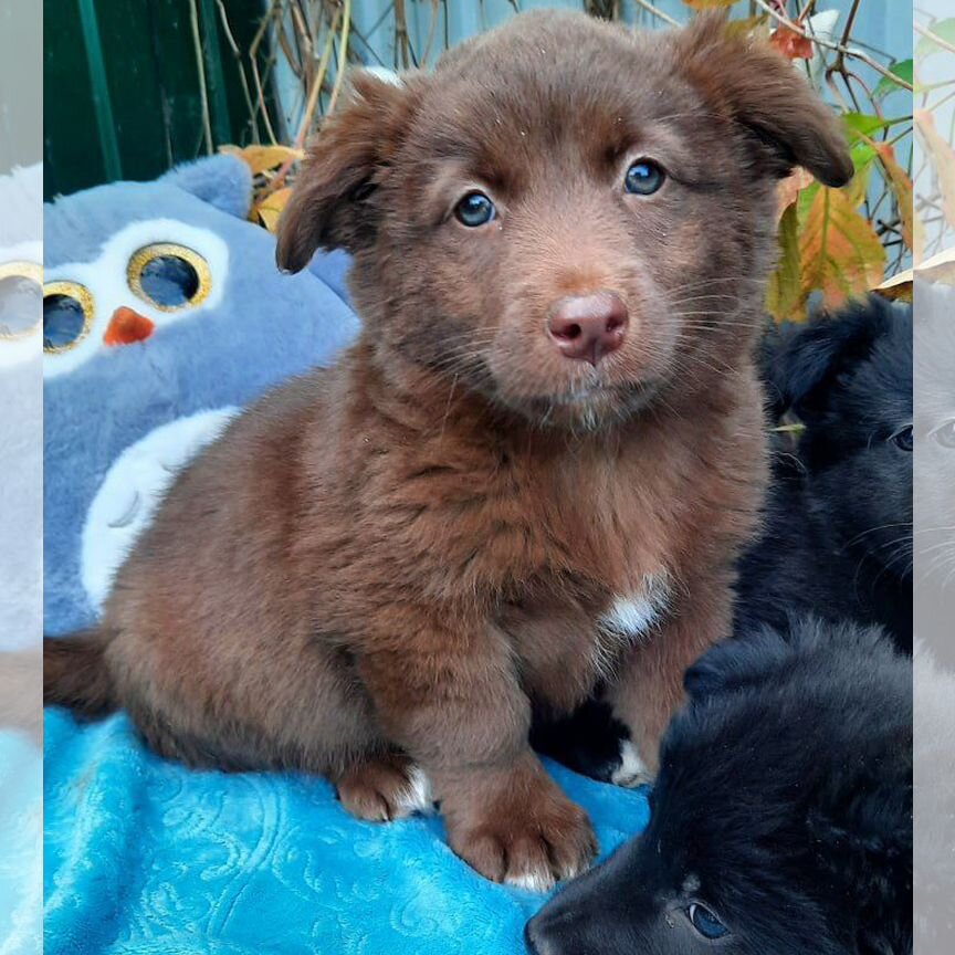 Щенок шоколадка в добрые руки