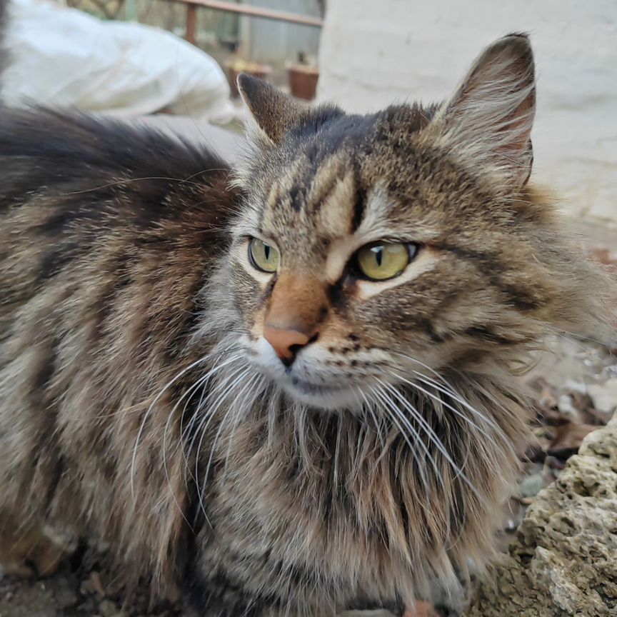 Кошка в добрые руки бесплатно