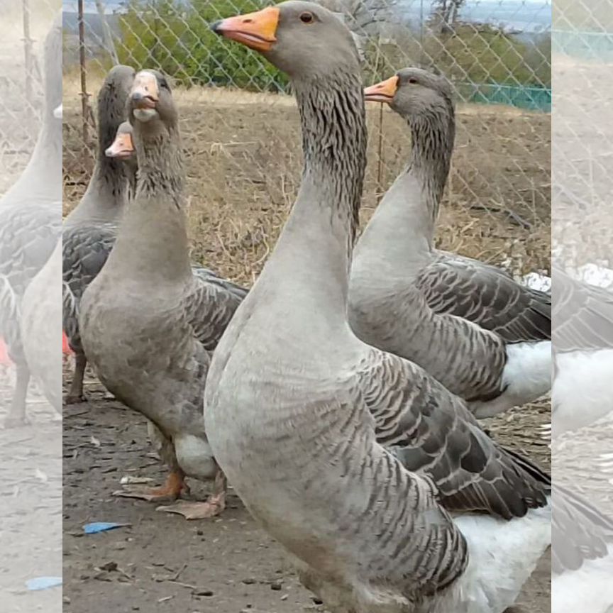 Гусь - крупная серая