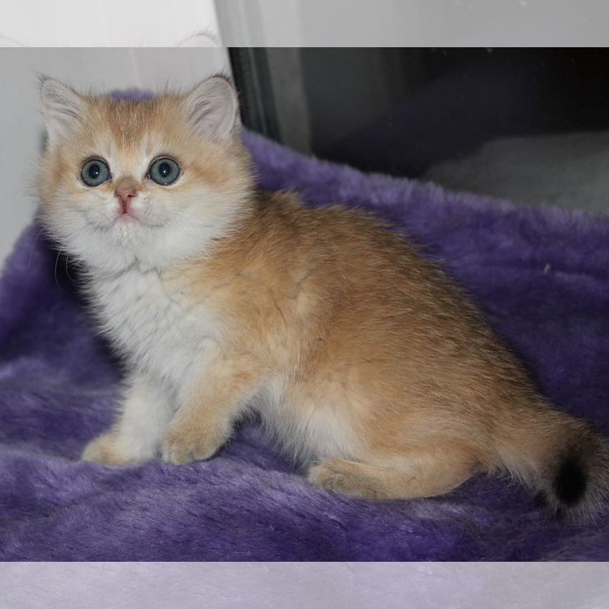 Шотландский вислоухий короткошёрстный котёнок