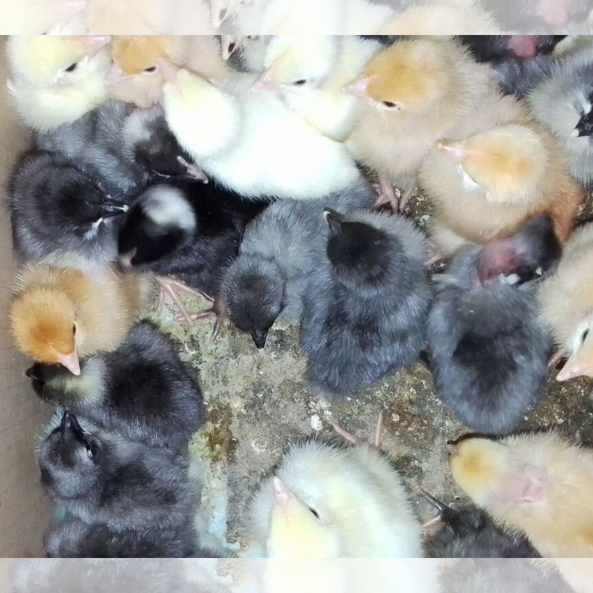 Цыплята Голошейный доминант