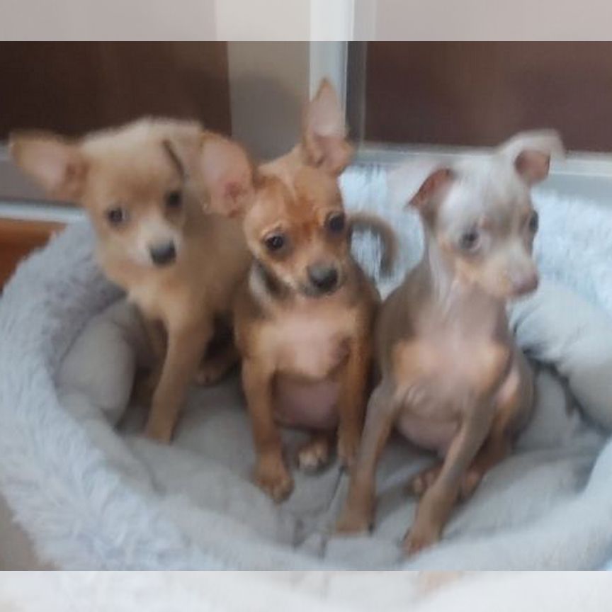 Русский той-терьер, щенок