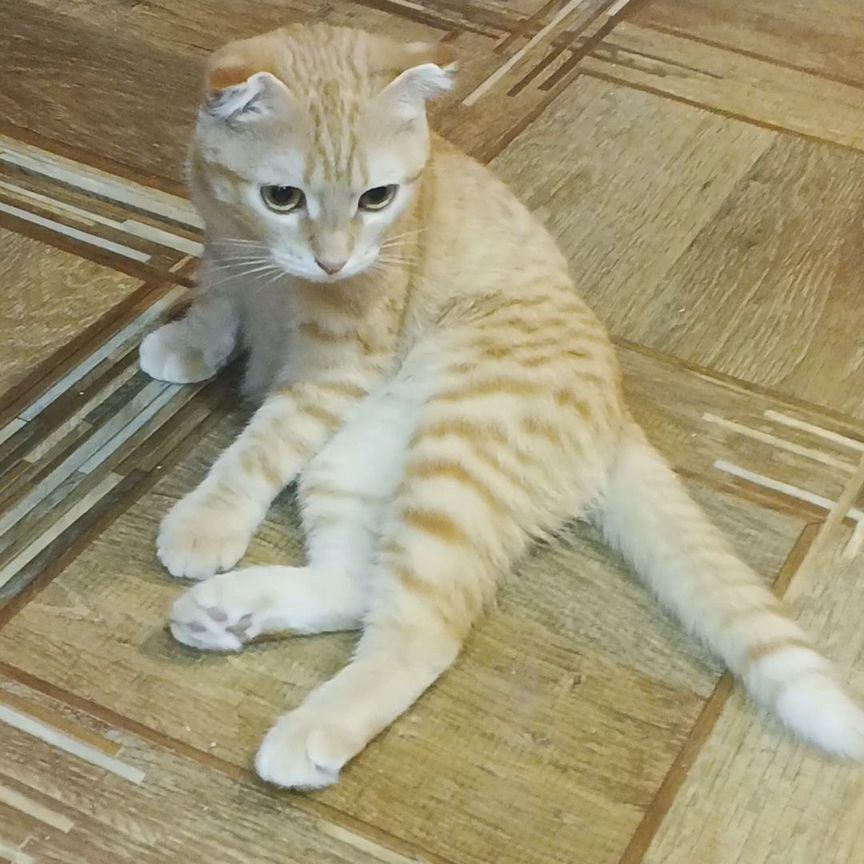 Кошки вислоухие