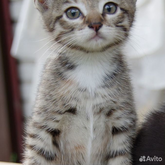 Полосатый заяц