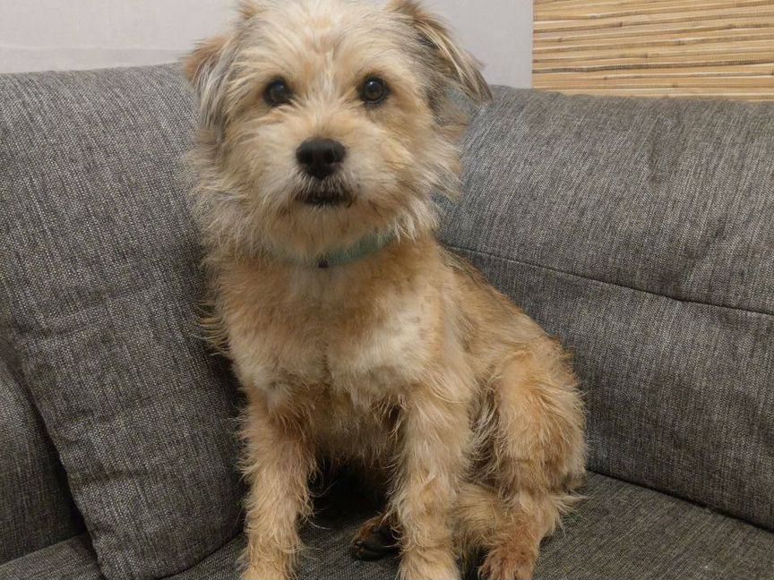 Собака в добрые руки