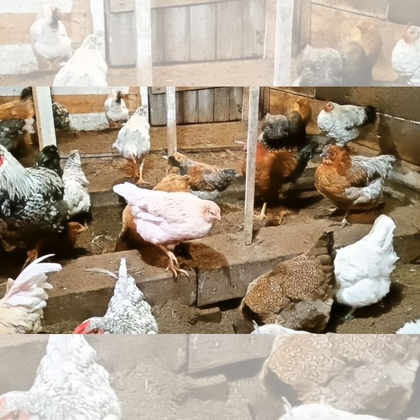 Молодые курочки несушки